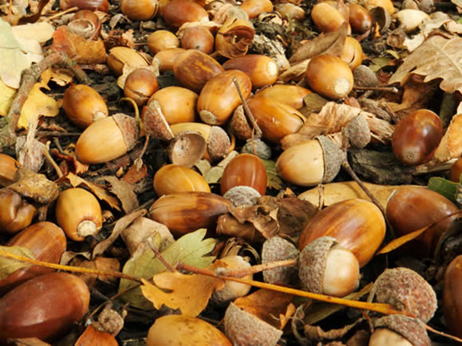 Wilderness Wood – A unique family-run working woodland park